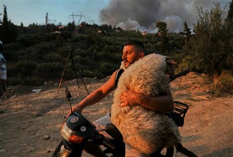 Η Μέλπω που τους συγκίνησε όλους - Η ιστορία πίσω από το πρόβατο που ...