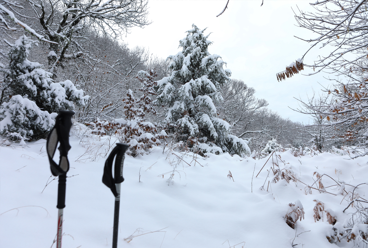 Πώς να μακρύνουν τα μαλλιά σας πιο γρήγορα: Τα 7 βήματα | Alfavita