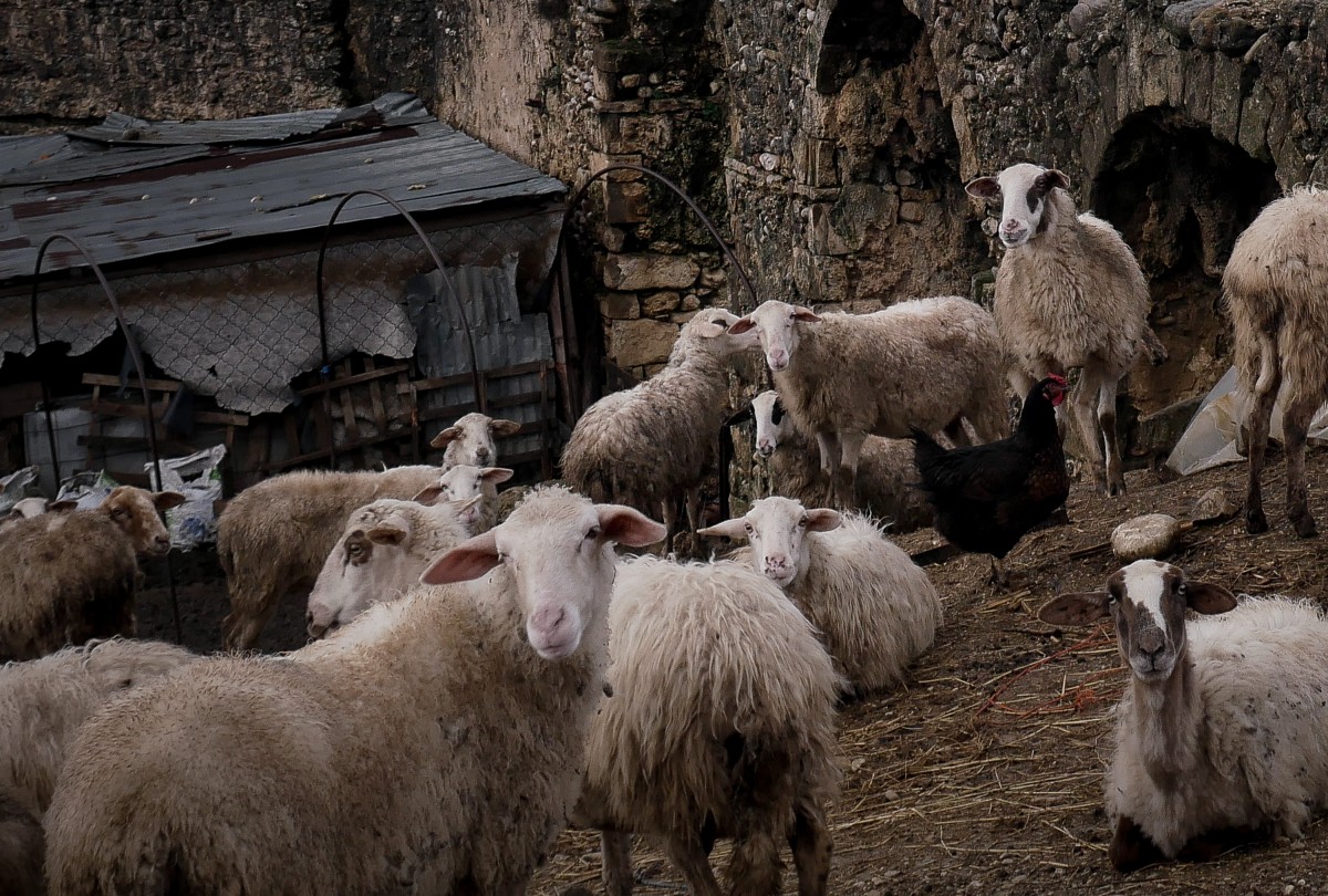 Greek authorities seize 8,000 banned sheep and goat pox vaccines ...