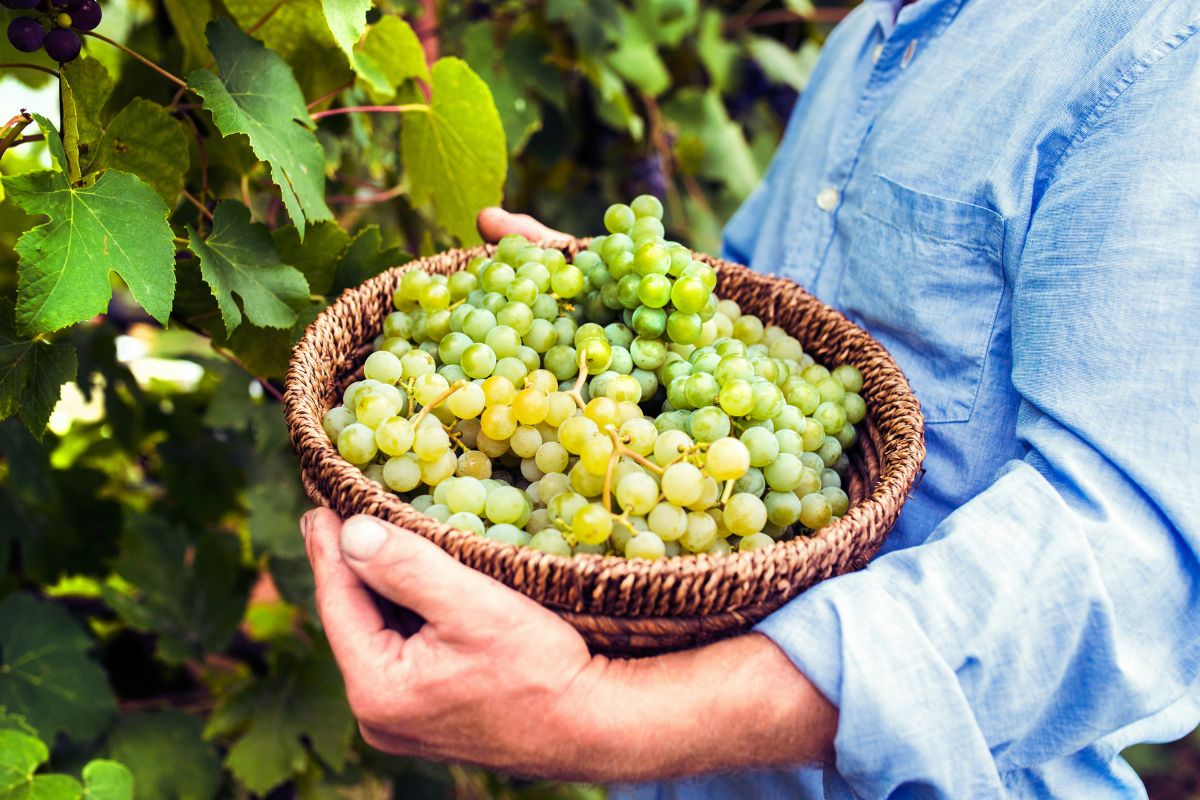 Science confirms grapes offer significant health benefits | News Minimalist
