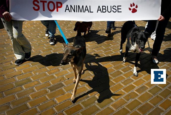 Όλο και πιο ανησυχητικές διαστάσεις παίρνει η κακοποίηση ζώων στην ...