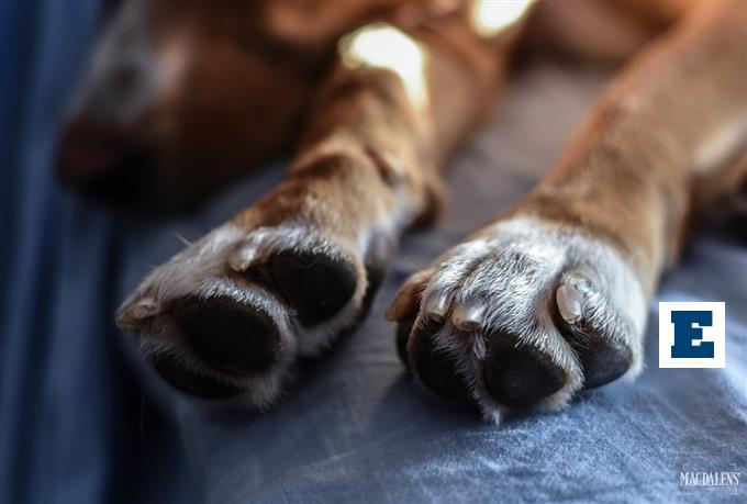 pet.gov.gr: Σε λειτουργία η πλατφόρμα για τα ζώα συντροφιάς - Οι ...