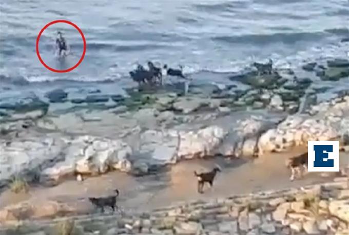 Σοκαριστικές εικόνες από τη Ρωσία: Αγέλη άγριων σκύλων κυνηγά αγοράκι ...