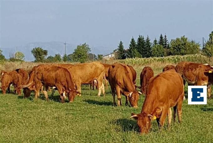 Zootechnia: Ποια είναι η ελληνική κόκκινη φυλή βοοειδών που «κεντρίζει ...