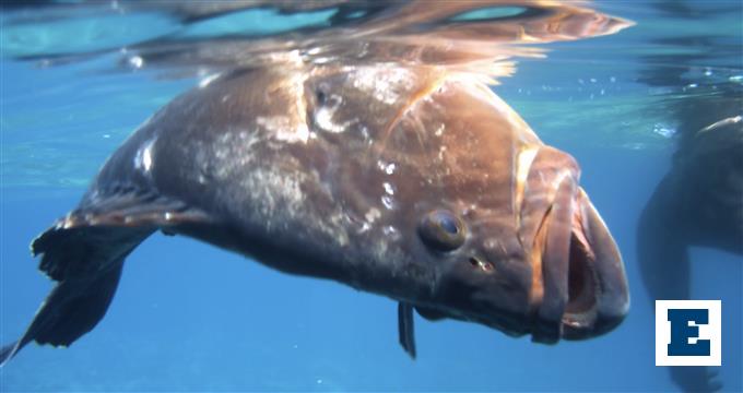 5 γνωστά είδη ψαριών των ελληνικών θαλασσών που δεν θα προλάβουν να ...