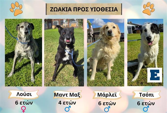 Σήμερα στο Ηράκλειο Αττικής αλλάζουν ζωές: Ημέρα Υιοθεσίας αδέσποτων ...