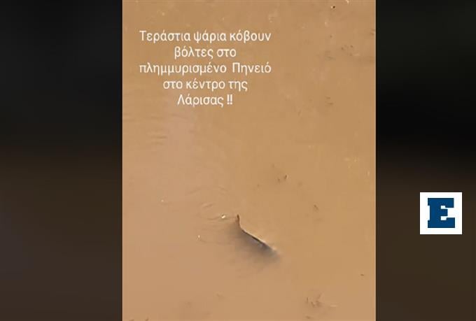Σοκαριστικό βίντεο από τη Λάρισα: Τεράστια ψάρια κολυμπούν στον ...