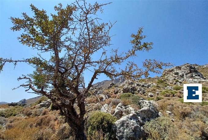 Γεωπάρκο Σητείας – Μια ατόφια Κρήτη μες στην Κρήτη | Έθνος
