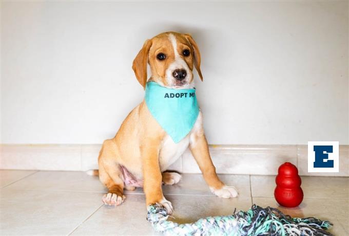 Κάνε τατουάζ και βοήθησε τα αδέσποτα: Η Adopt a Paw Today και το Flume διοργανώνουν μια ...