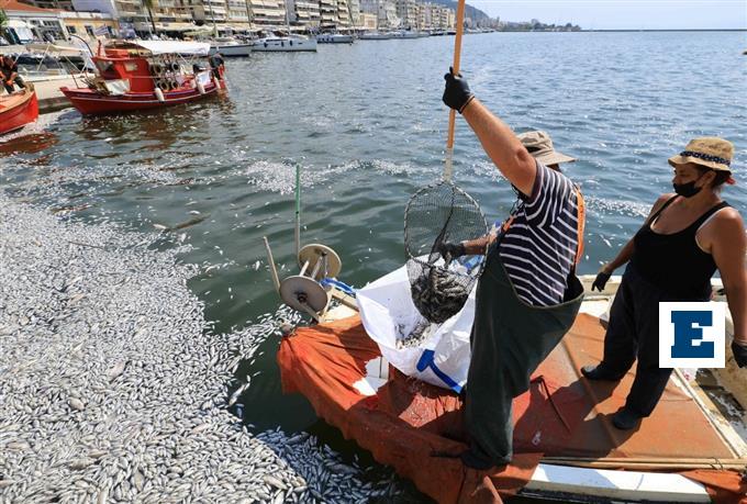 Βόλος: Επιτρέπεται ξανά το κολύμπι μετά τα νεκρά ψάρια - Πεντακάθαρα ...